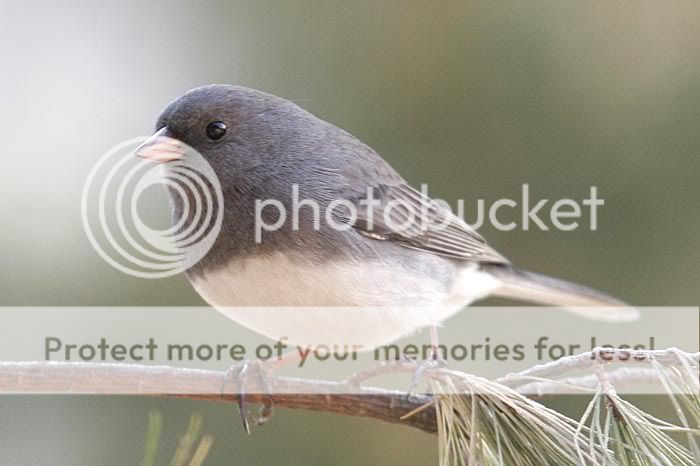 قنبلة-كيفية تكبيس الحسون الذكر و الاءنثا بشكل رهيب مضمونة 20 - صفحة 6 ...