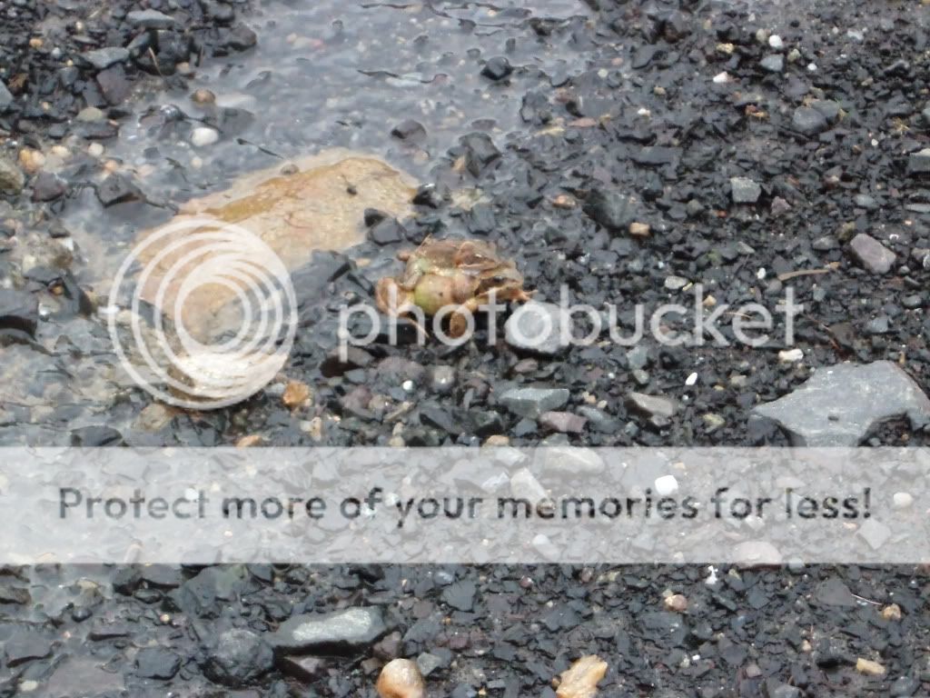 Banagher Forest Norther Ireland day hike | BladeForums.com