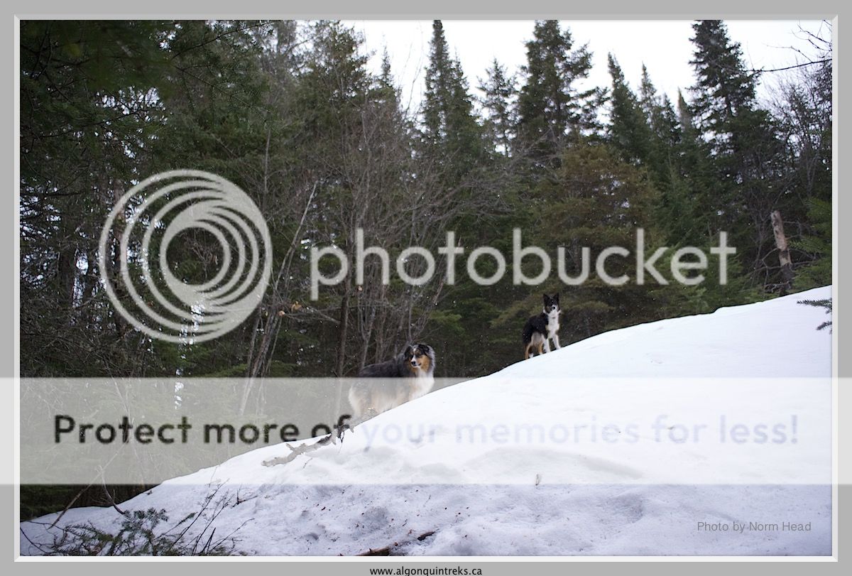 Your Pet A Day.... (post up!) - Page 481 - PentaxForums.com