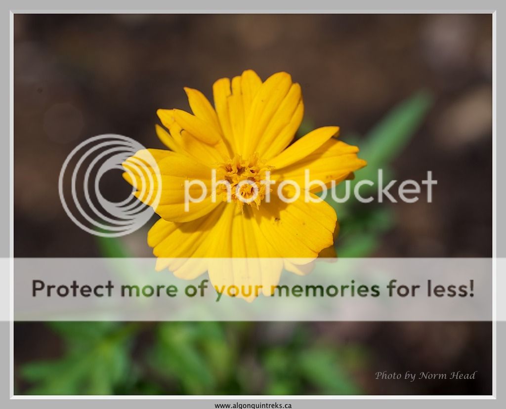 Garden Day - Yellow - PentaxForums.com