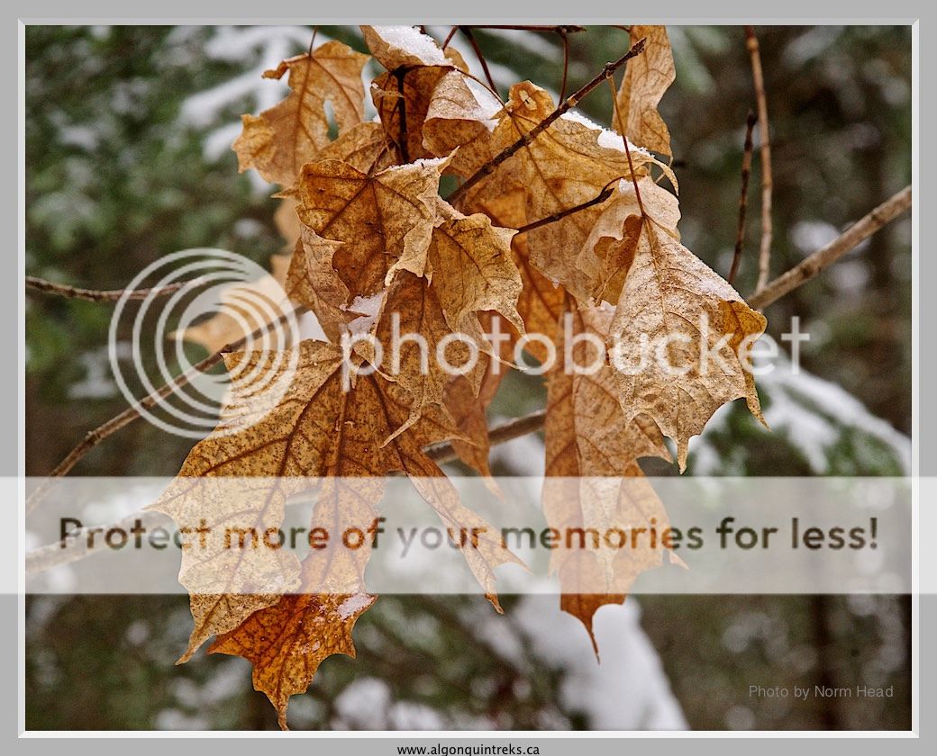 Forest-walks_Lichen-Fungi-Moss-dead-leaves - Page 17 - PentaxForums.com