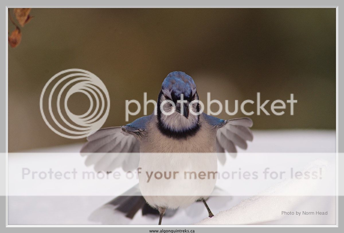 Birds winging it - PentaxForums.com