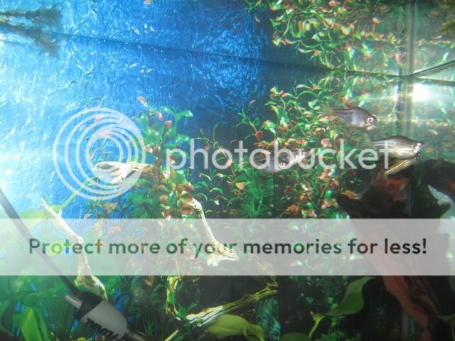 Bloated Zebra Danio... Resolved | Fish Forum